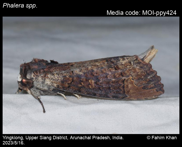 Phalera spp. | Moths